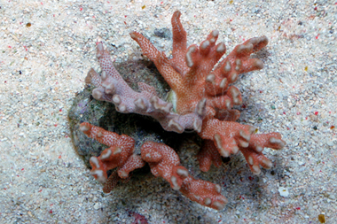 Pink and Red Polyped Finger Montipora - Maricultured - Montipora digitata