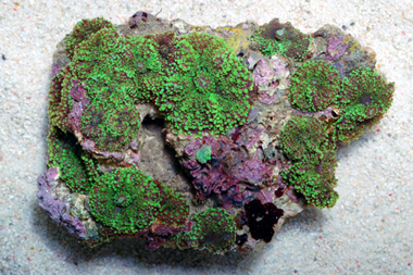 BIg Neon Green Tipped Purple Ricordea Yuma Rock - Ricordea yuma