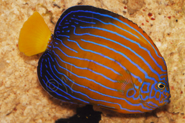 Blue Line Angelfish - Chaetodontoplus septentrionalis