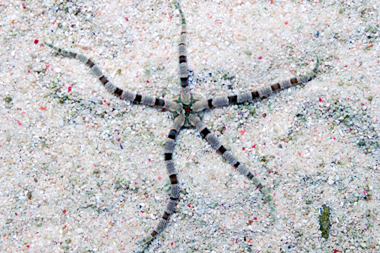 Serpent Starfish - Ophioderma spp.