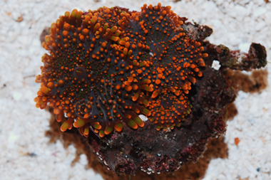 Neon Orange Spot Ricordea Mushrooms - Ricordea yuma