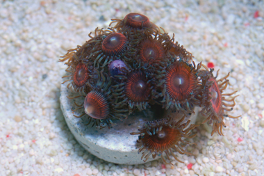 Metallic Red Button Polyps - Palythoa spp.
