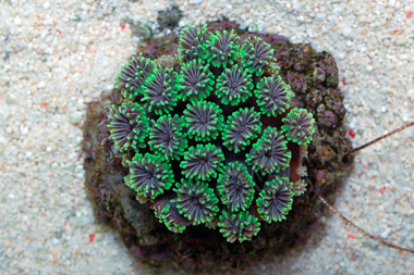Metallic Green Galaxy Coral - Maricultured - Galaxea fascicularis