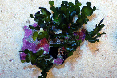 Halimeda Plant - Halimeda spp.