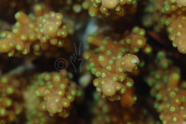 Tight Bushy Tri-Color Acropora - Fiji Collected - Acropora valida