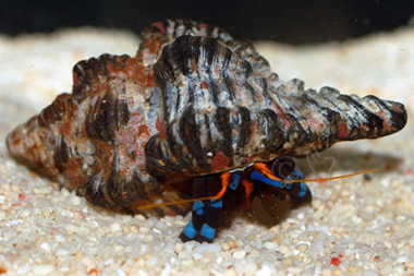 Electric Blue Knuckle Hermit Crab - Calcinus elegans