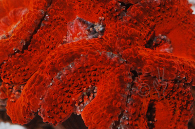 Aussie Acan Lord Brain - Acanthastrea lordhowensis