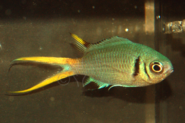 Double Bar Lightning Chromis - Chromis opercularis