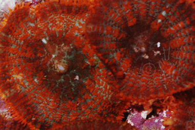 Orange Bullseye Mushroom - Rhodactis spp.