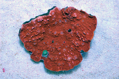 Red Chalice - Echinophyllia spp.