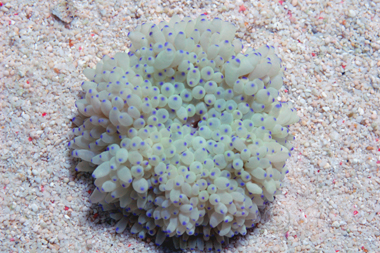 Blue Tip Sebae Anemone - Heteractis crispa