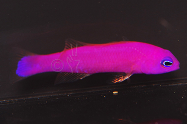 Strawberry Dottyback - Pseudochromis porphyreus