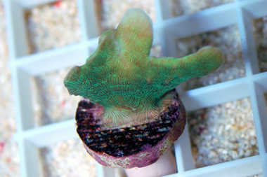 Green Lettuce Coral Frag - Pavona spp.