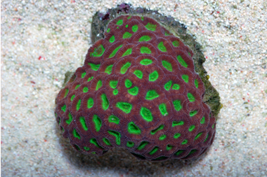 Neon Green Center Favites Brain Coral - Favites spp.