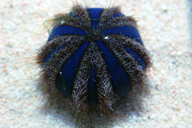 Big Blue Royal Urchin - Mespilia globulus