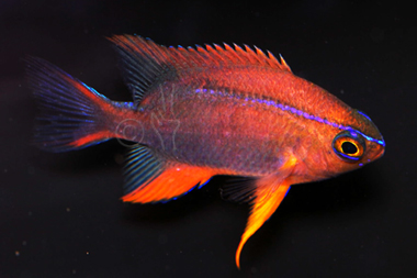 Red Honey Damselfish - Neoglyphidodon crossi