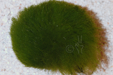Maiden's Hair Algae - Chlorodesmis fastigiata