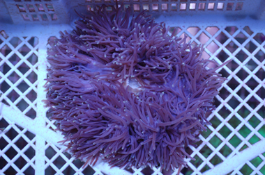 Purple Ritteri Anemone - Heteractis magnifica