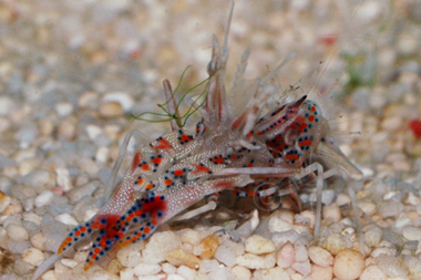 Bongo Shrimp - Phyllognathia ceratophthalma