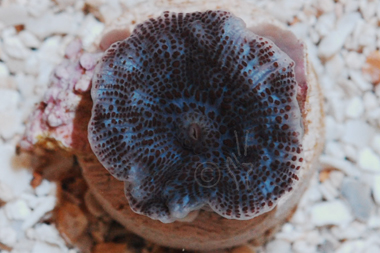 Purple Bullseye Mushroom - Rhodactis spp.