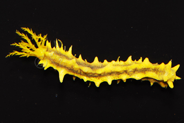 Yellow Sea Cucumber - Colochirus robustus