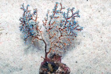 Blueberry Gorgonian - Acalycigorgia spp.