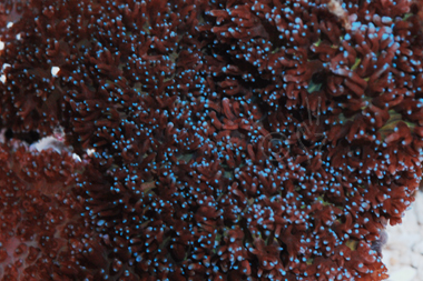 Purple Hairy Mushrooms - Rhodactis spp.