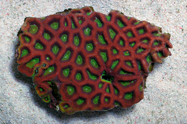 Australian Prizm Favia Brain - Favia spp.