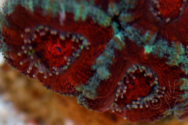 Red and Green Aussie Acan Lord - Frag - Acanthastrea lordhowensis