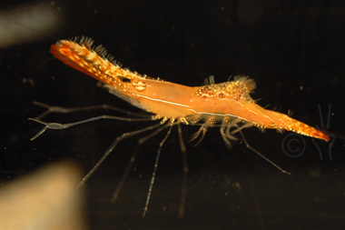 Tozeuma Ghost Pipe Shrimp - Tozeuma spp.