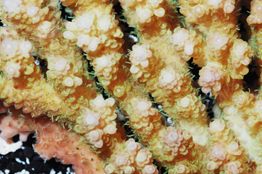 Tabling Acropora - Acropora spp.