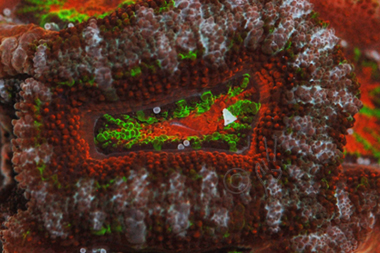 Aussie Acan Lord Brain - Acanthastrea lordhowensis