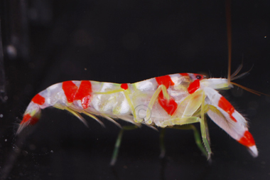 Candy Stripe Pistol Shrimp - Alpheus spp.