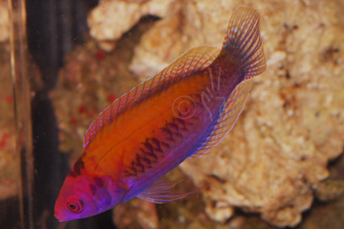 Orange Back Fairy Wrasse - Cirrhilabrus aurantidorsalis