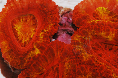 Super Red Acan Lord Brain - Frag - Acanthastrea lordhowensis