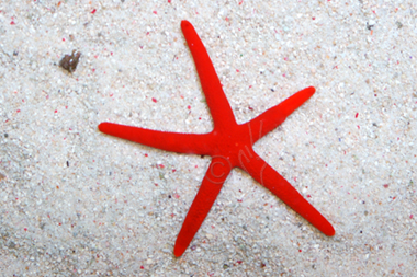 Orange Linckia Starfish - Linckia spp.