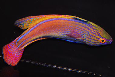 Lineatus Fairy Wrasse - Super Male - Cirrhilabrus linneatus