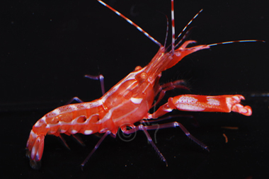 Caribbean Pistol Shrimp - Alpheus sp.