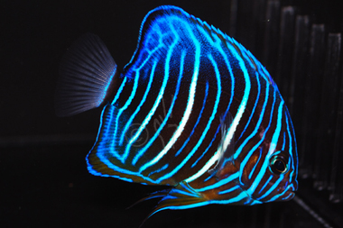 Annularis Angelfish - Juvenile - Pomacanthus annularis