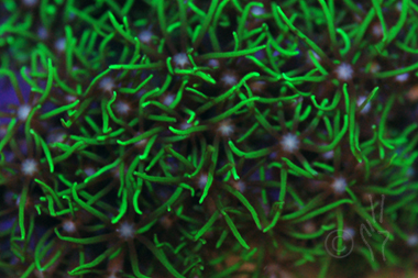 Metallic Green Star Polyps - Pachyclavularia spp.