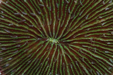 Plate Coral - Fungia spp.