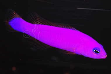 Strawberry Dottyback - Pseudochromis porphyreus
