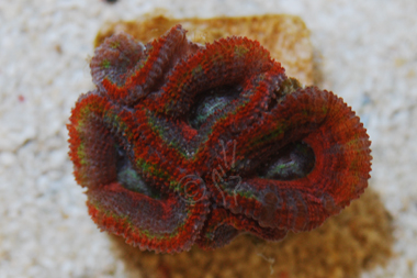 Rainbow Acan Lord - Acanthastrea lordhowensis