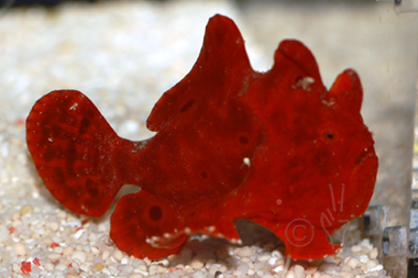 Red Anglerfish - Antennarius maculatus