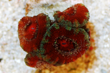 Red and Green Aussie Acan Lord - Frag - Acanthastrea lordhowensis