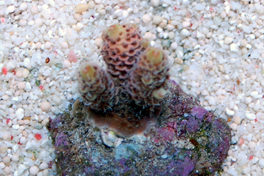 Pink Mille Acro - Maricultured - Acropora millepora