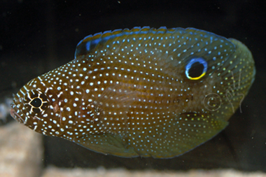 Finespotted Comet Beta - Calloplesiops argus?