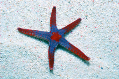 Blue and Red Tile Starfish - Fromia monilis