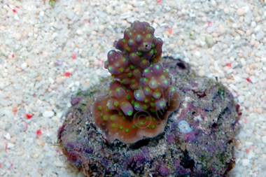 TriColor Acro - Maricultured - Acropora spp.
