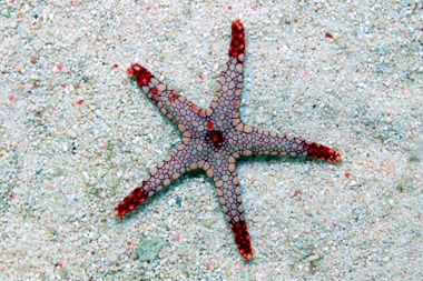 Red Tile Starfish - Fromia monilis